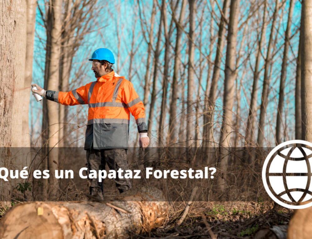 Cómo Cultivar Verduras en Casa en Maceta