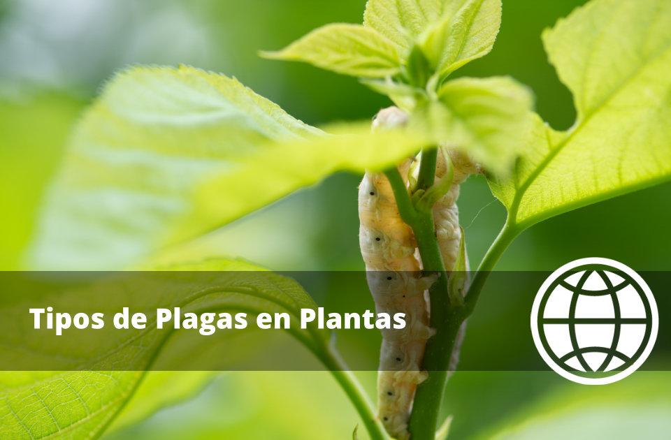 Tipos de Plagas en Plantas