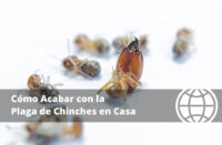 Cómo Acabar con la Plaga de Chinches en Casa